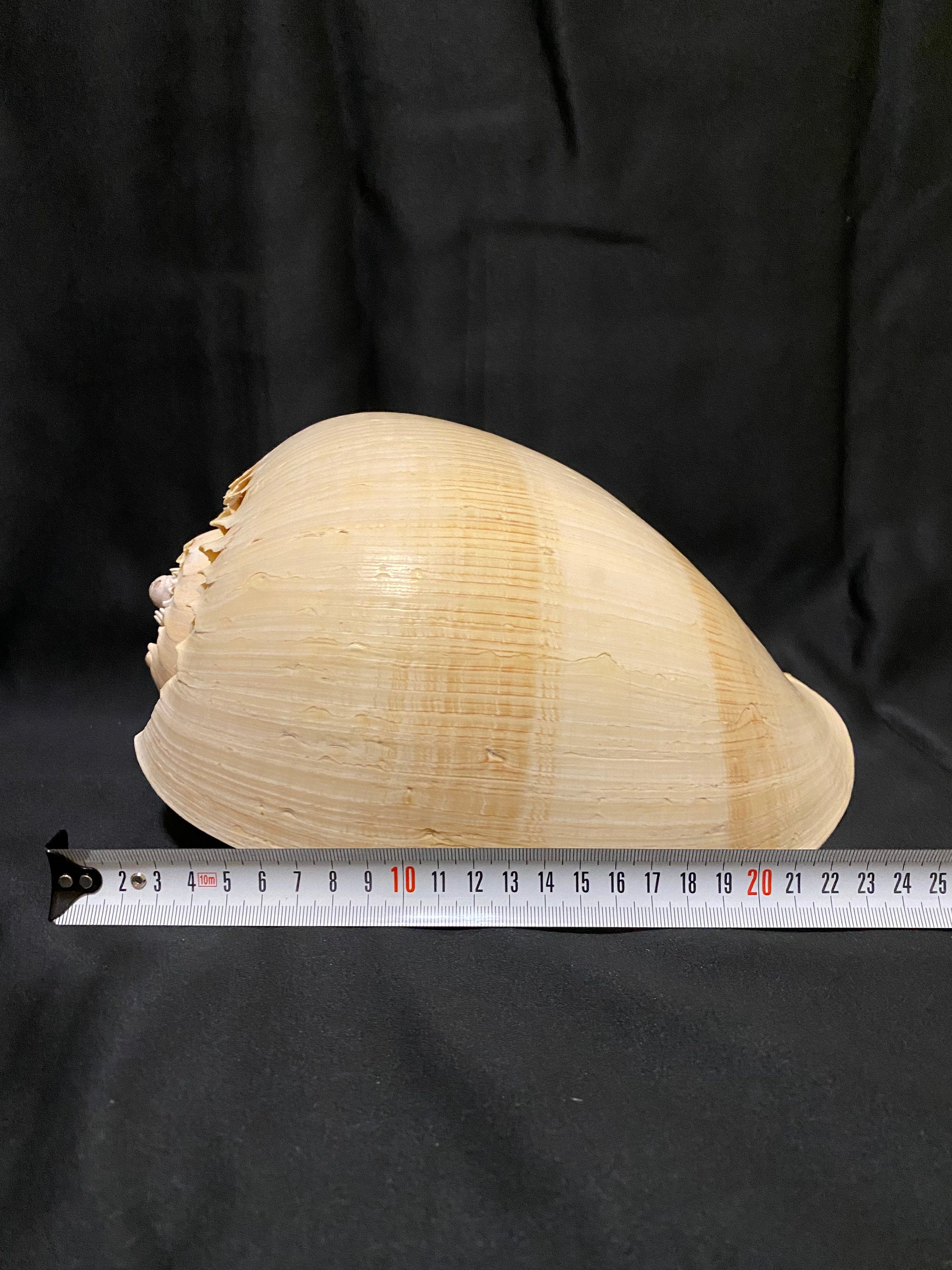 Large Melon Shell - Etsy UK