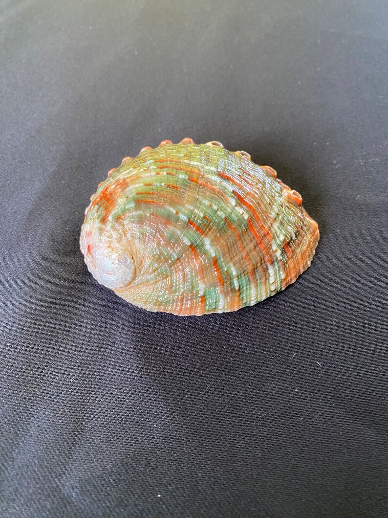 Red Abalone Shell - Etsy