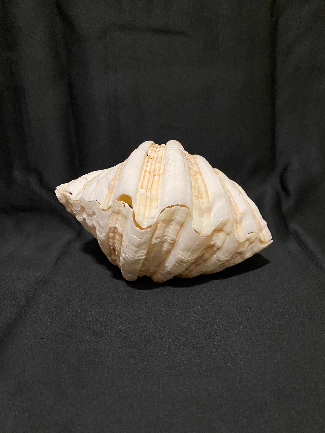 Sea Shell Antique Large Whole Clam - Etsy