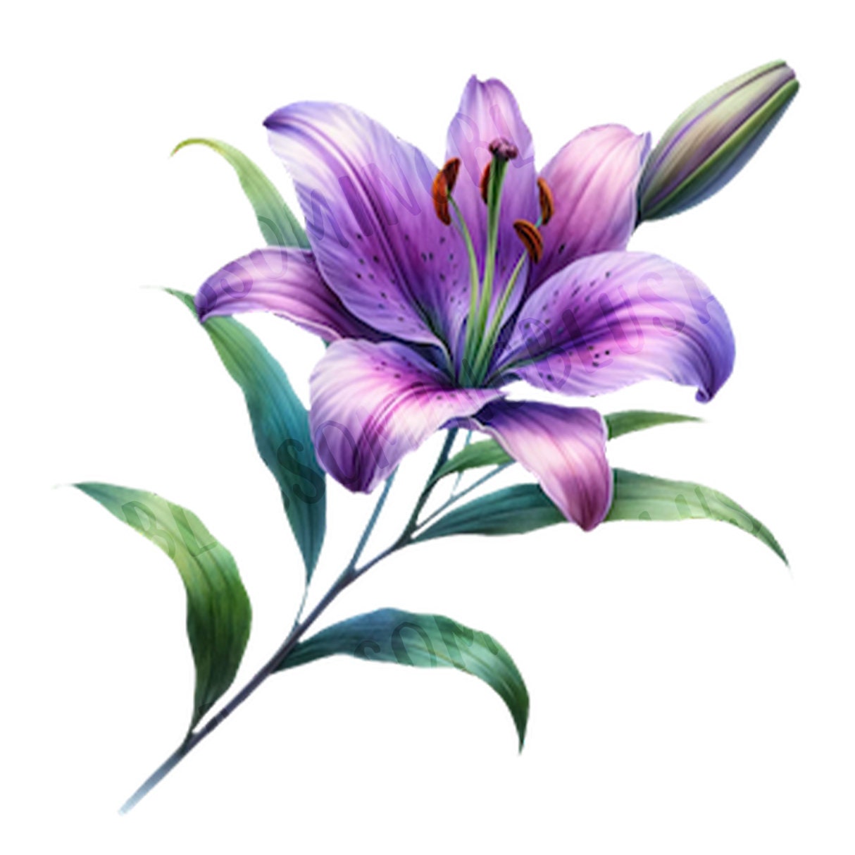 Clip Art - Transparent + White Background - Purple Watercolor Lily - Etsy