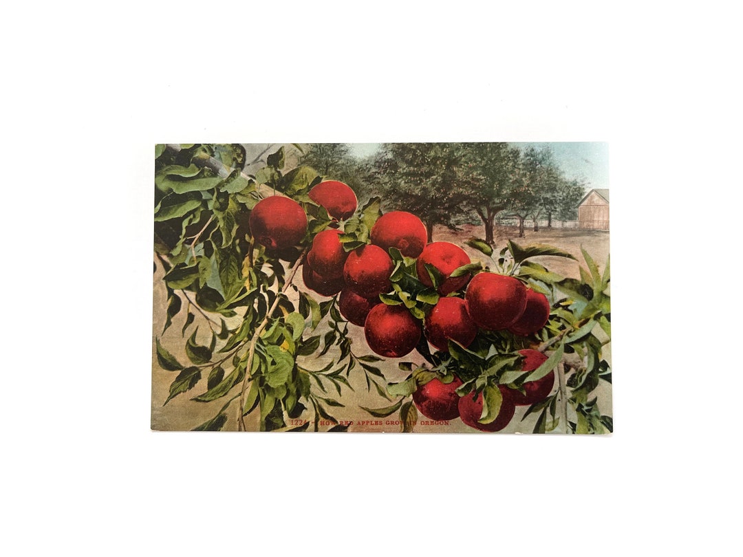 Vintage 1910s Oregon Agriculture Postcard - How Red Apples Grow in ...