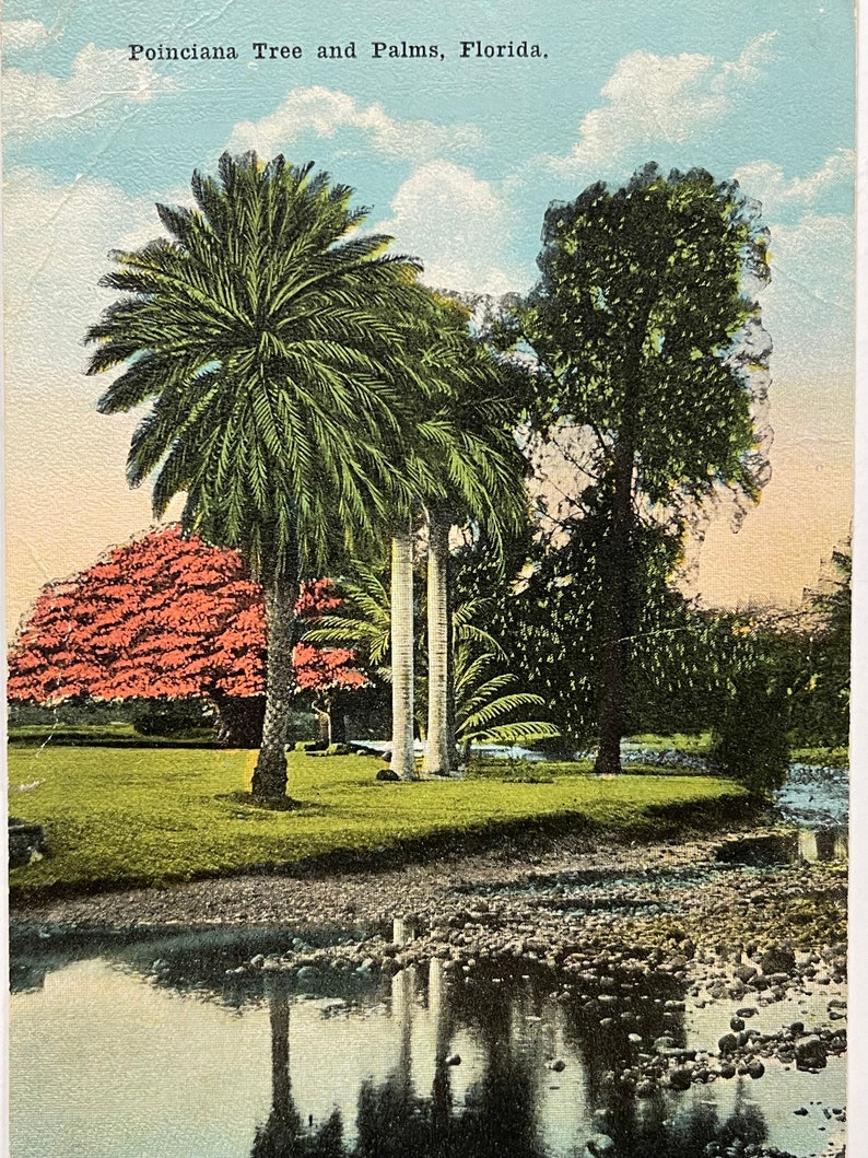 Antique 1919 Postcard of Poinciana Tree and Palms in Florida Red George ...