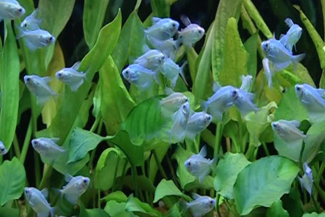 Real Life Fish Tank Aqarium and Waterfall Relaxing Calming Videos ...