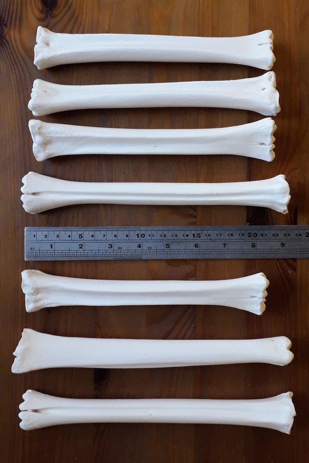1X Deer Leg Cannon Bone wild English Red Deer - Etsy UK