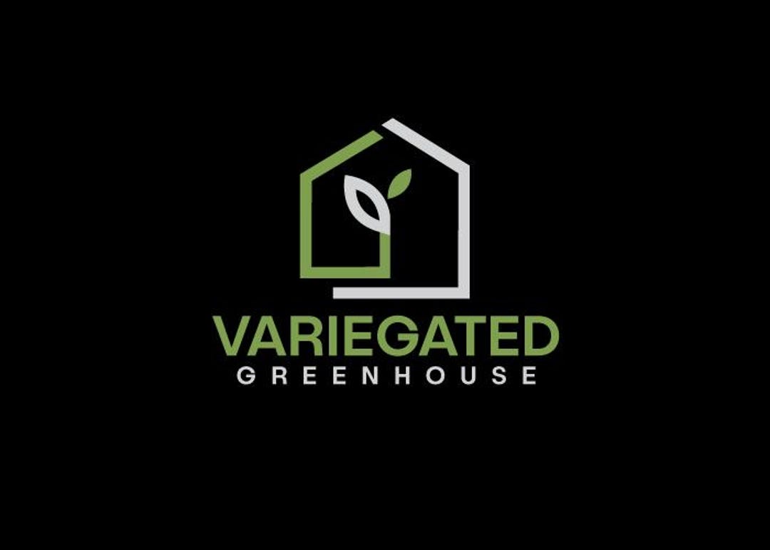 Alocasia Simpo Albo Variegated * USA Pick Your Plant - Etsy