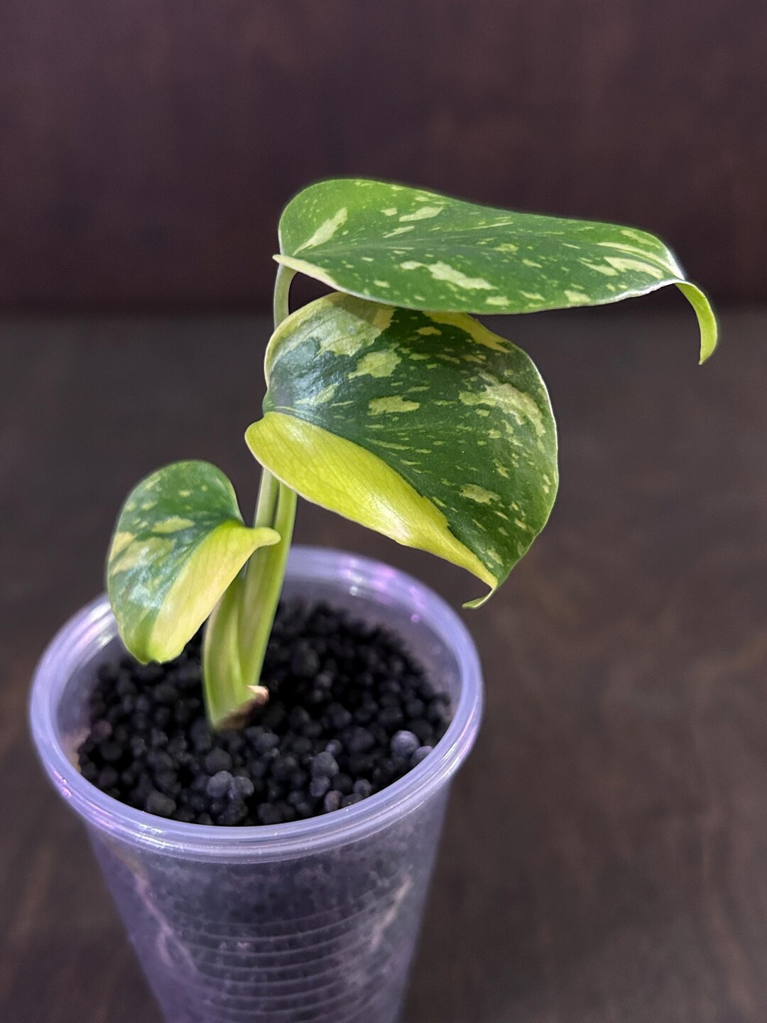 Monstera ELECTROLYTE Electrolight Electrolite Variegated * USA Pick ...