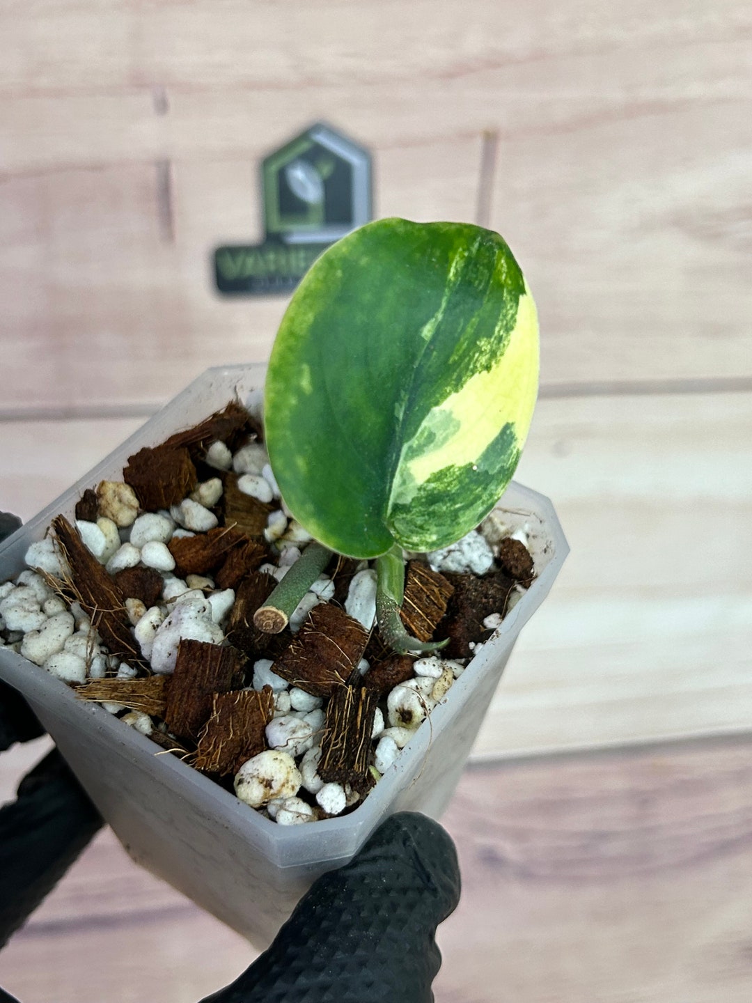 USA Exact Plant Scindapsus Jade Satin Aurea Variegated Rooted and ...