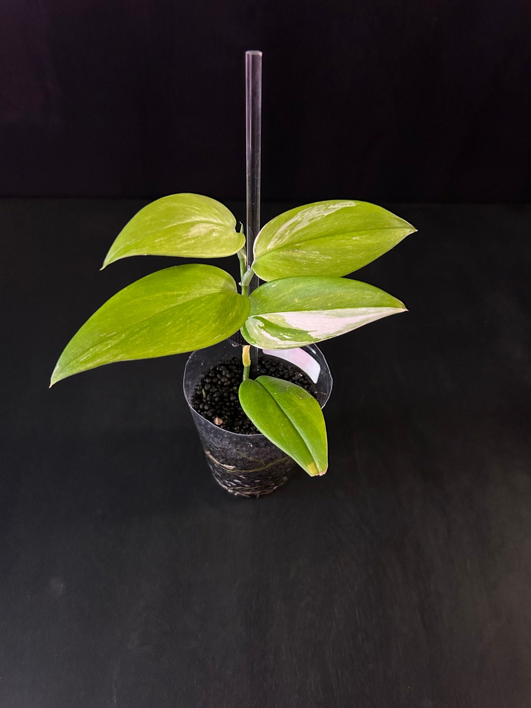 USA Scindapsus Treubii Moonlight Albo Variegated Exact Plant Rooted and ...