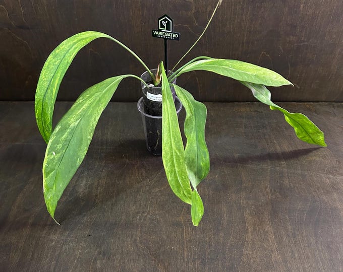 Anthurium Vittarifolium Variegated * USA Exact Plant * Rare - Etsy