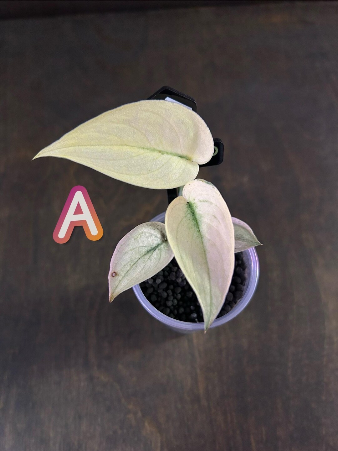 Scindapsus Mayari Highly Variegated USA Pick Your Plant Rare - Etsy