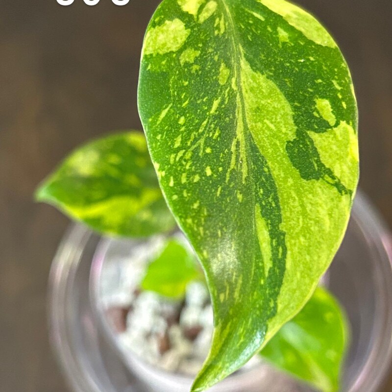 Variegated Monstera - Etsy