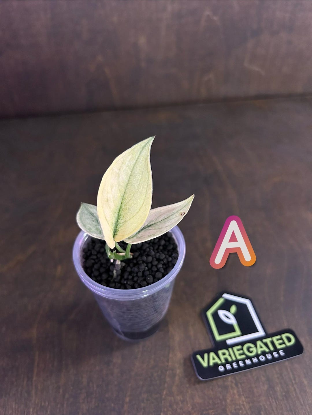 Scindapsus Mayari Highly Variegated USA Exact Plant Rare - Etsy