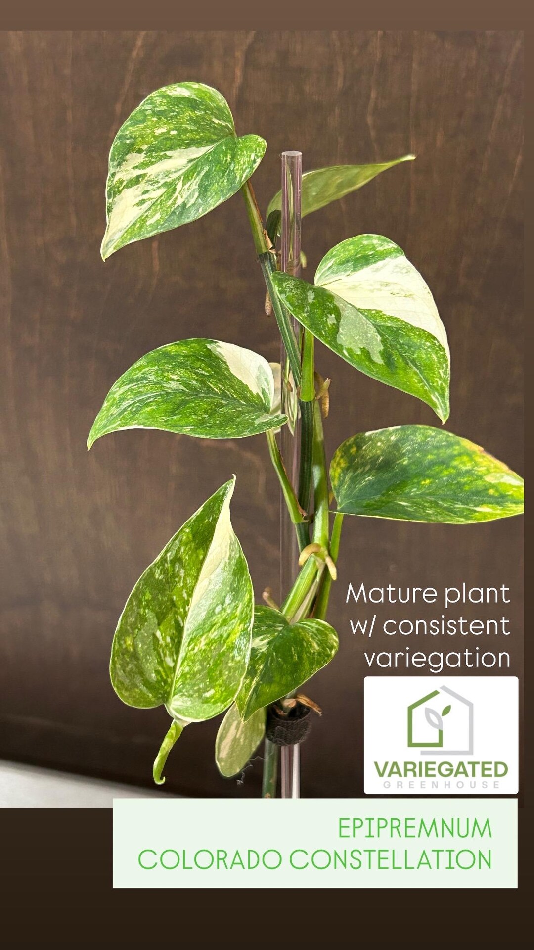 Epipremnum Colorado Constellation * Variegated * USA Established Plant ...