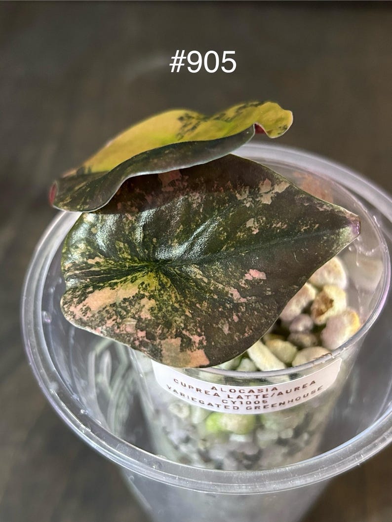 Alocasia Cuprea Caramel Latte (aurea Pink) Variegated * USA Pick Your ...