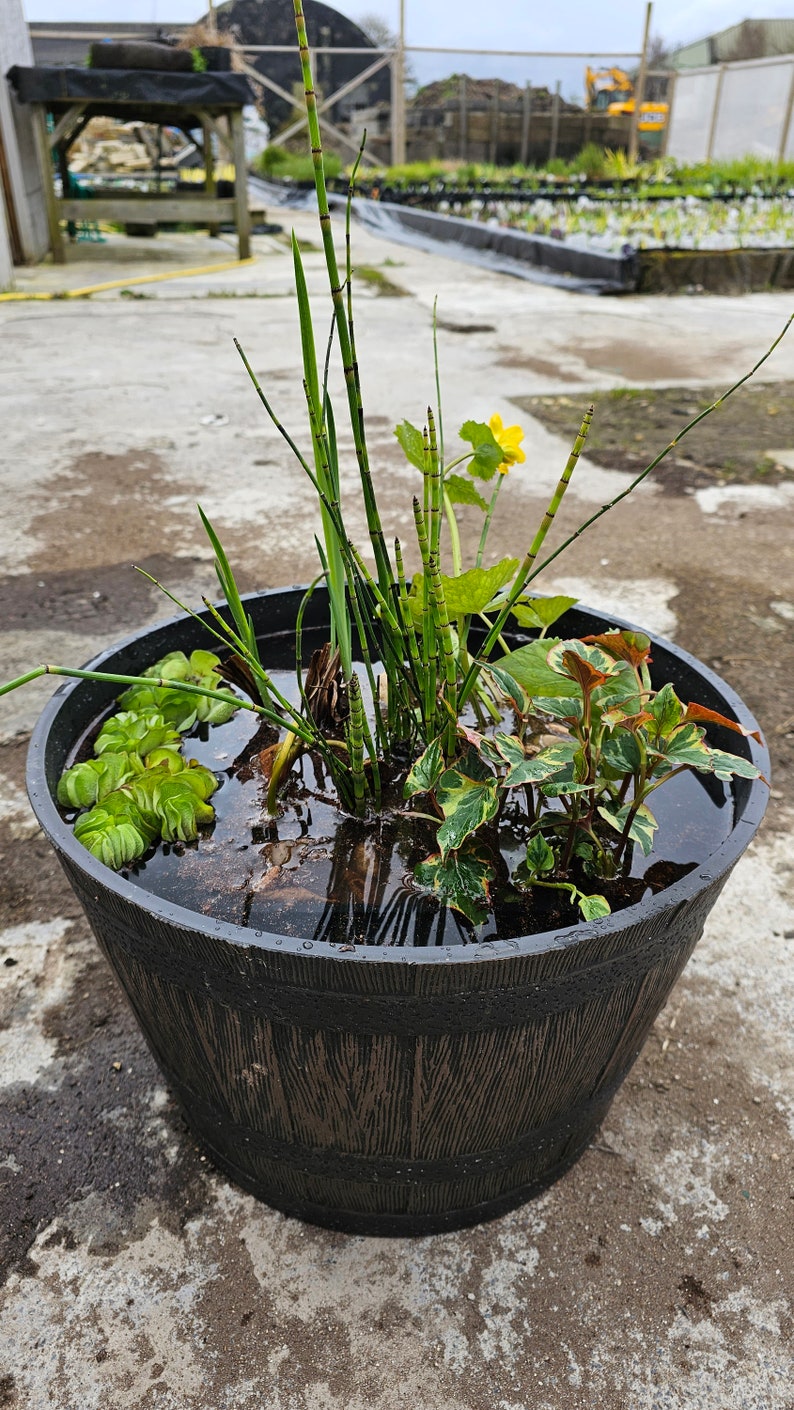 Container Pond Set. 3 Marginal Pollinator Plants, Dwarf Lily & Floating ...