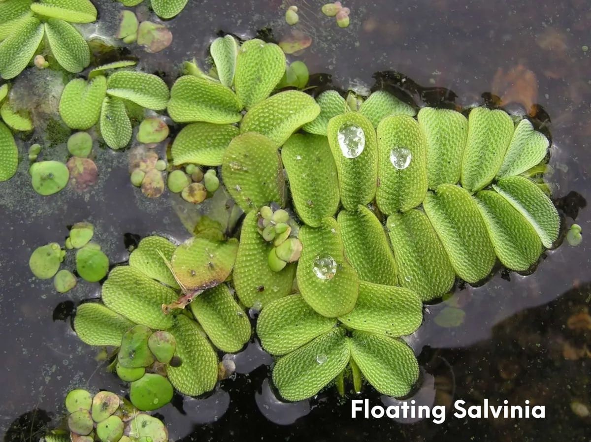 Container Pond Set. 3 Marginal Pollinator Plants, Dwarf Lily & Floating ...