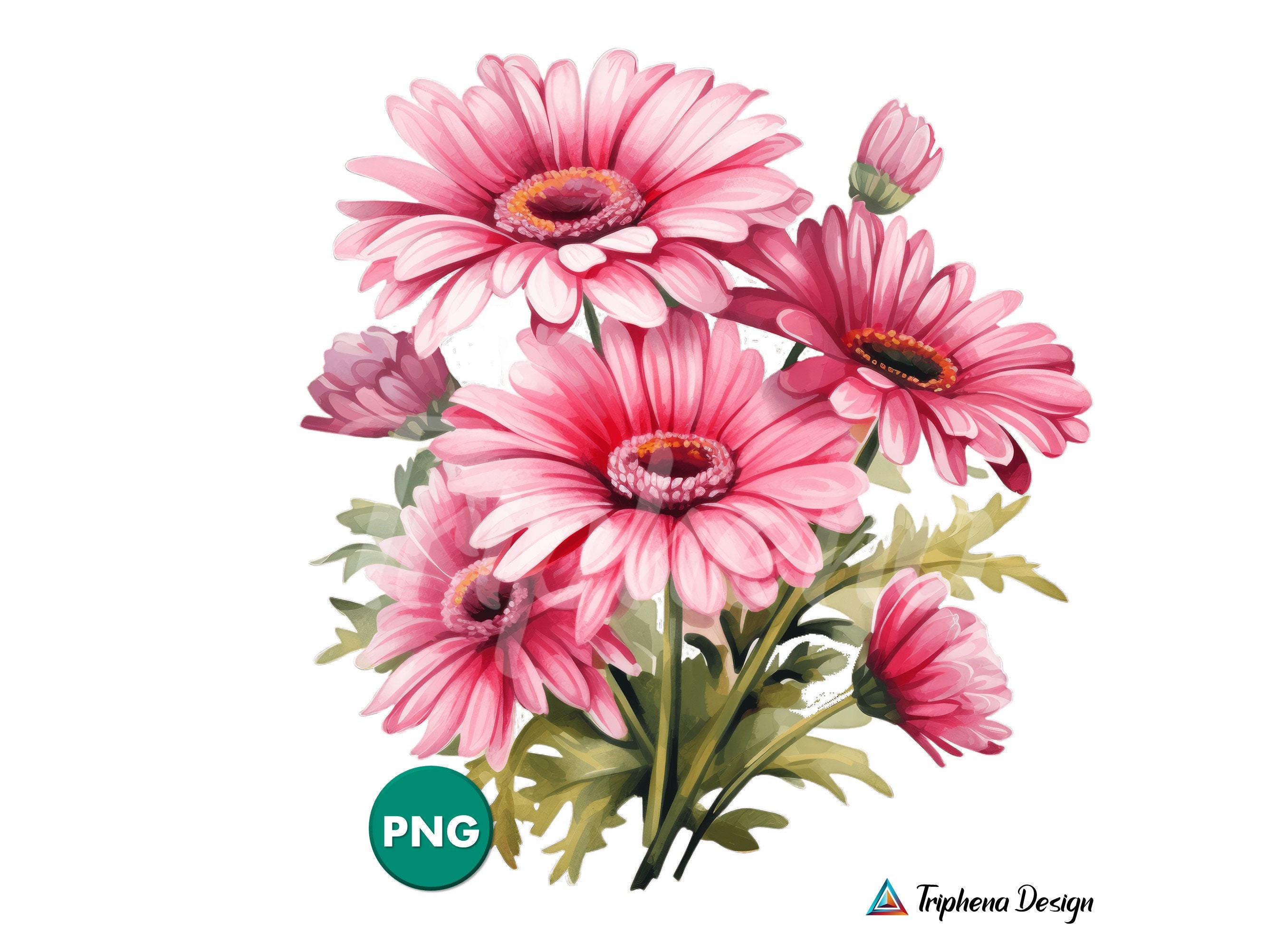 Pink Daisies Clipart 10 High-quality PNG Files Botanical Clipart ...