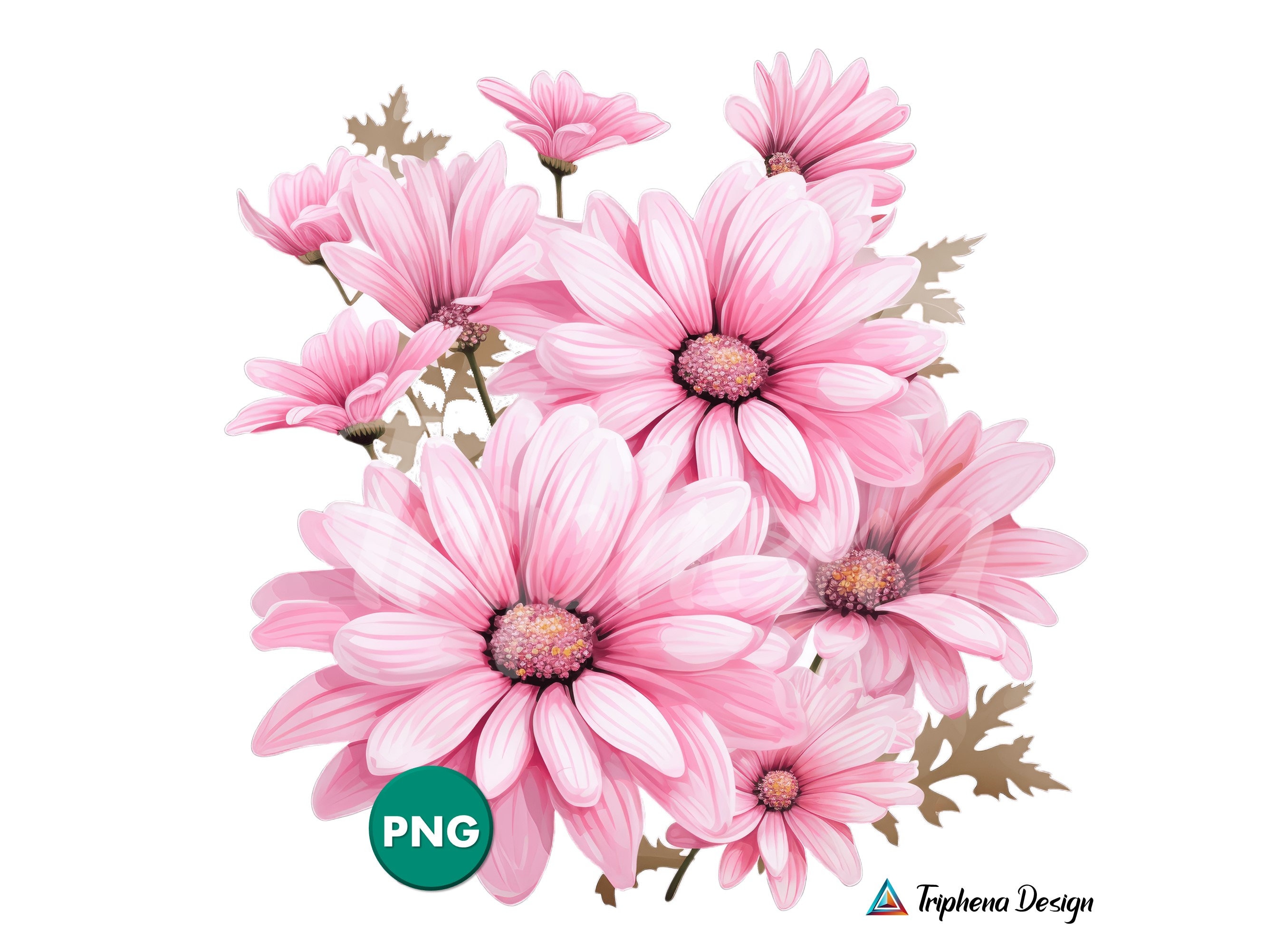 Pink Daisies Clipart 10 High-quality PNG Files Botanical Clipart ...