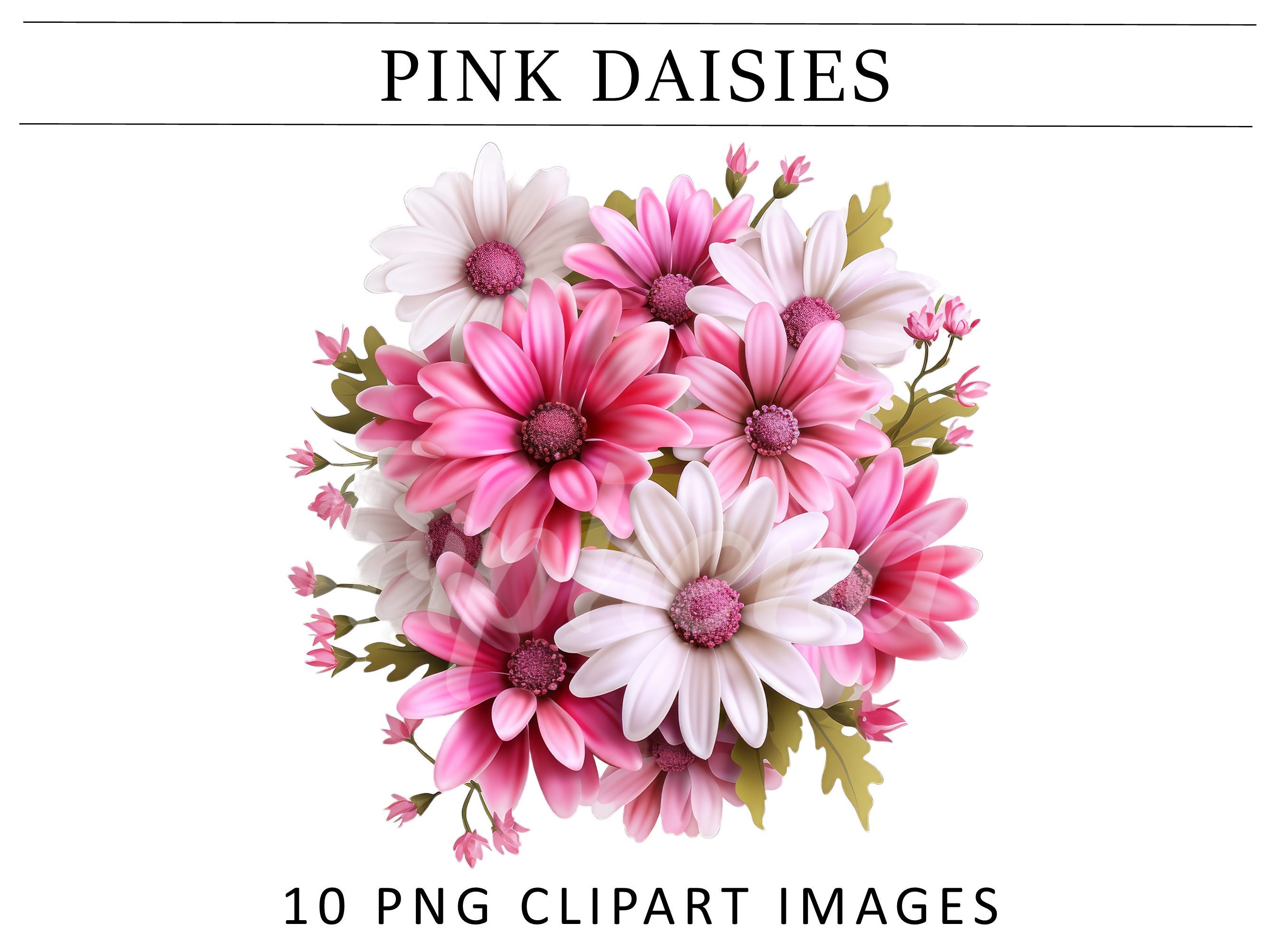 Pink Daisies Clipart 10 High-quality PNG Files Botanical Clipart ...