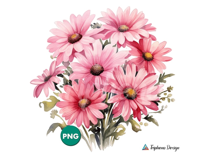 Pink Daisies Clipart 10 High-quality PNG Files Botanical Clipart ...