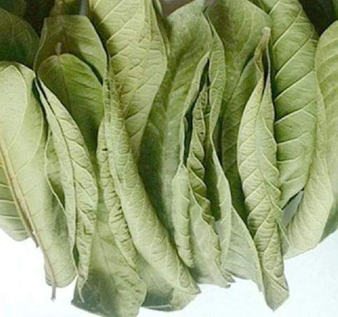 Organic Dried Mango Leaves | Herbal Tea, Skincare and Natural Remedies ...