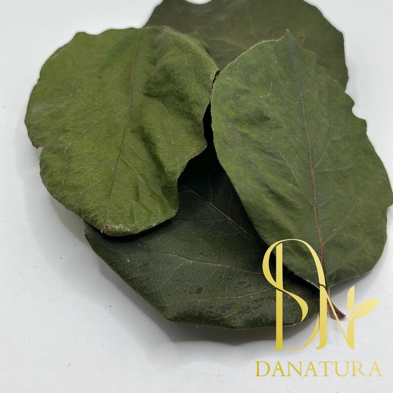 Premium Quince Dried Leaves – Natural Herbal Tea – 100% Pure Cydonia ...