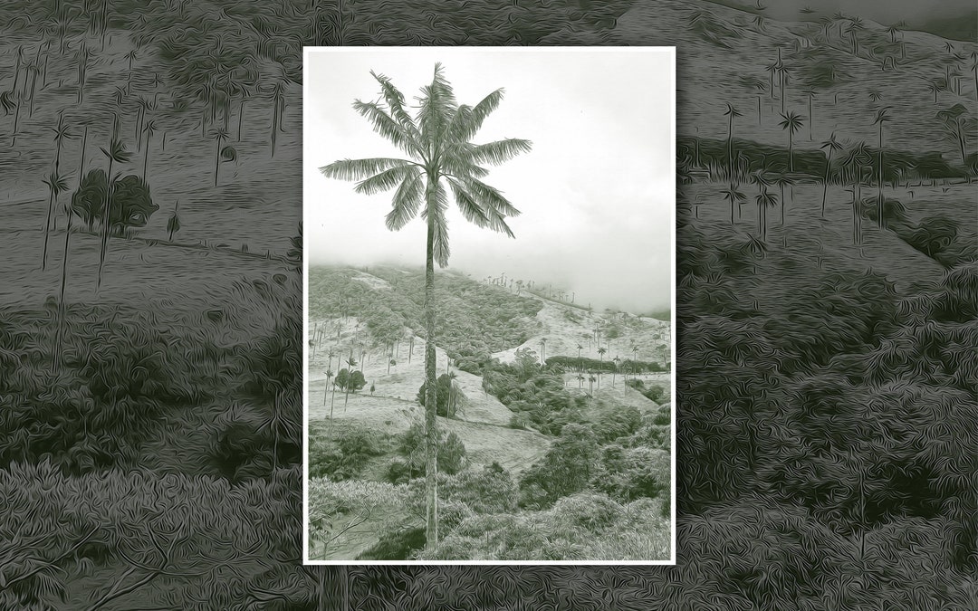 Palm Tree Cocora Valley Salento Colombia Digital Print Photography - Etsy