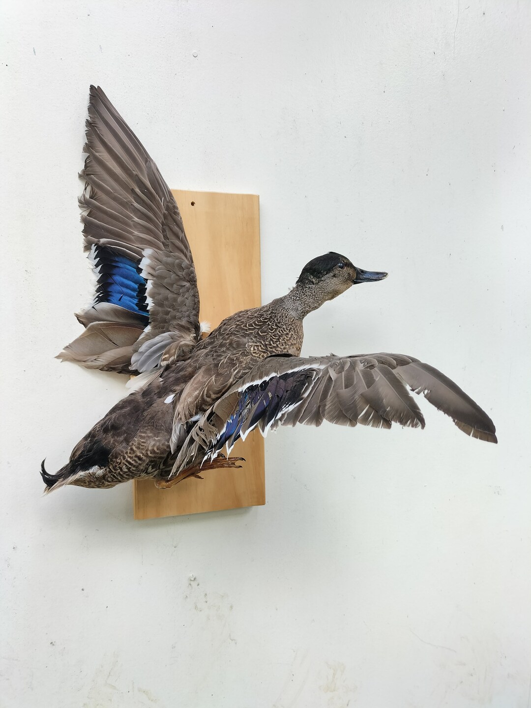 Flying Duck Taxidermy Mount - Etsy
