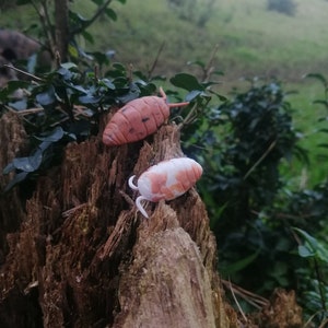 Clay Isopods - Etsy