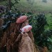 Clay Isopods - Etsy