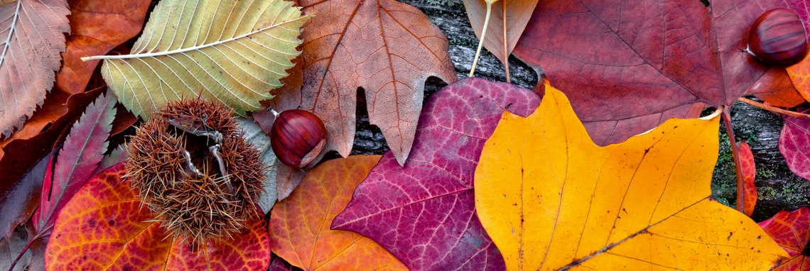 Self-adhesive Splashback - Autumn Leaves | Kitchen | Decoration ...