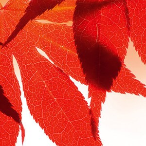 Self-adhesive Splashback - Red Leaves | Kitchen | Decoration | Premium ...