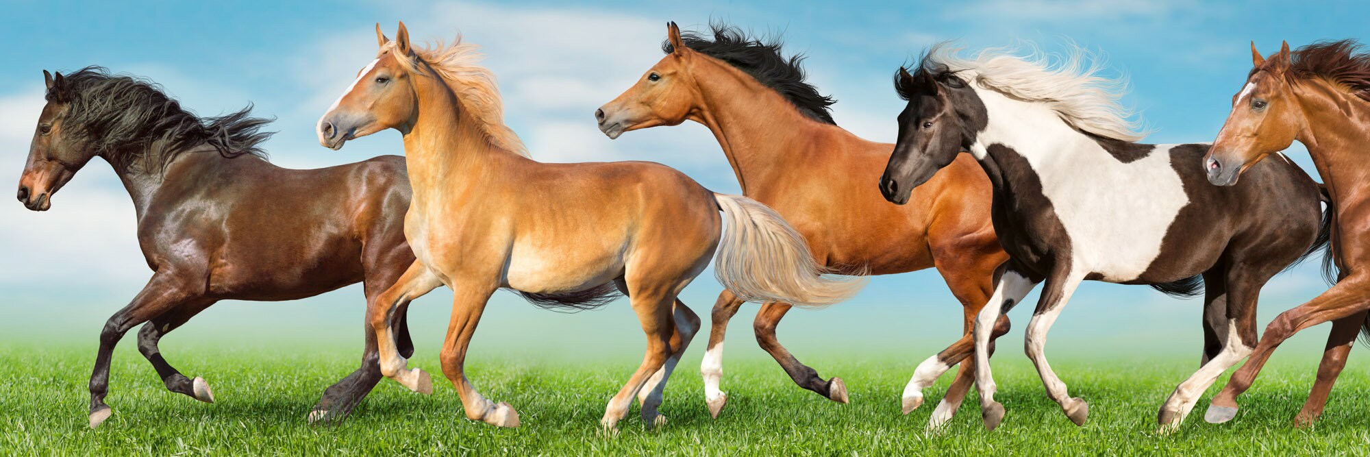 Self-adhesive Splashback - Horses | Kitchen | Decoration | Premium ...