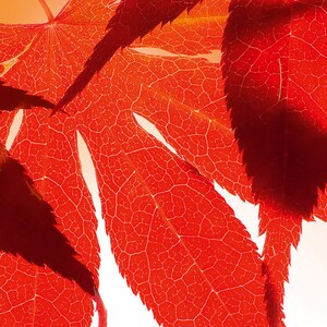 Self-adhesive Splashback - Red Leaves | Kitchen | Decoration | Premium ...