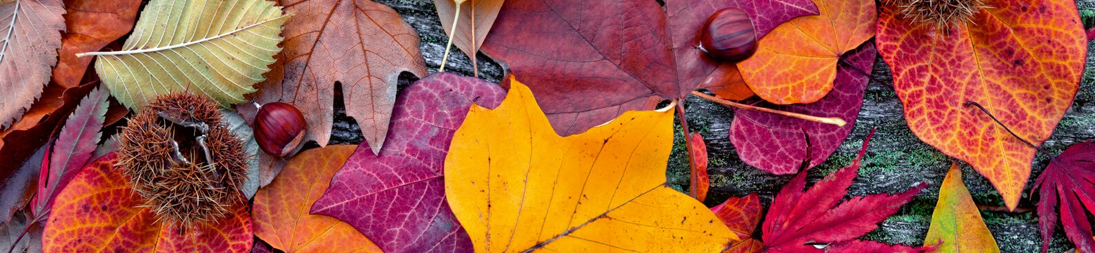 Self-adhesive Splashback - Autumn Leaves | Kitchen | Decoration ...