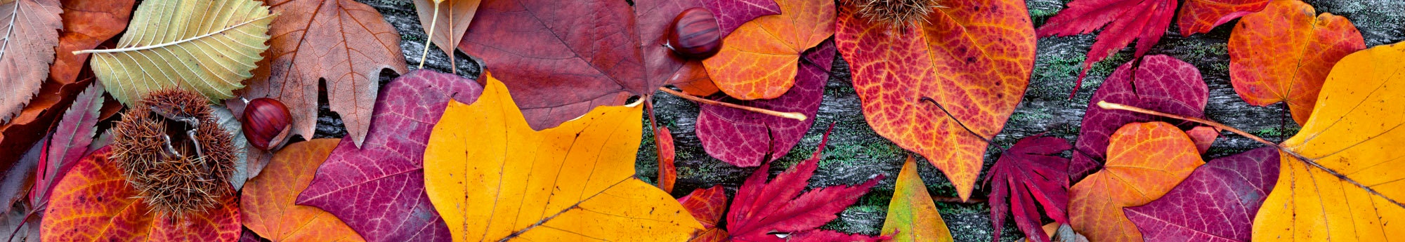 Self-adhesive Splashback - Autumn Leaves | Kitchen | Decoration ...