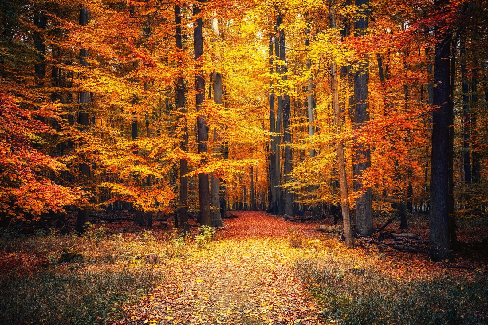 Wall Mural - Pathway in the Autumn Park | Non Woven | Mysterious ...