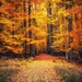 Wall Mural - Pathway in the Autumn Park | Non Woven | Mysterious ...
