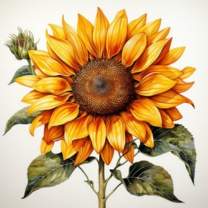 Sunflower Clipart Bundle Sunflower Illustration Bundle Botanical Flower ...