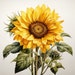 Sunflower Clipart Bundle Sunflower Illustration Bundle Botanical Flower ...