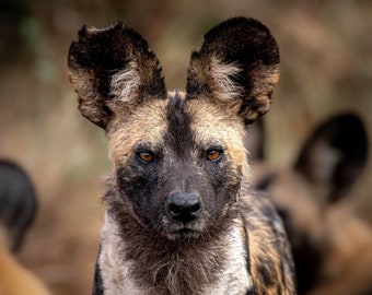 African Wild Dog Mask - Etsy