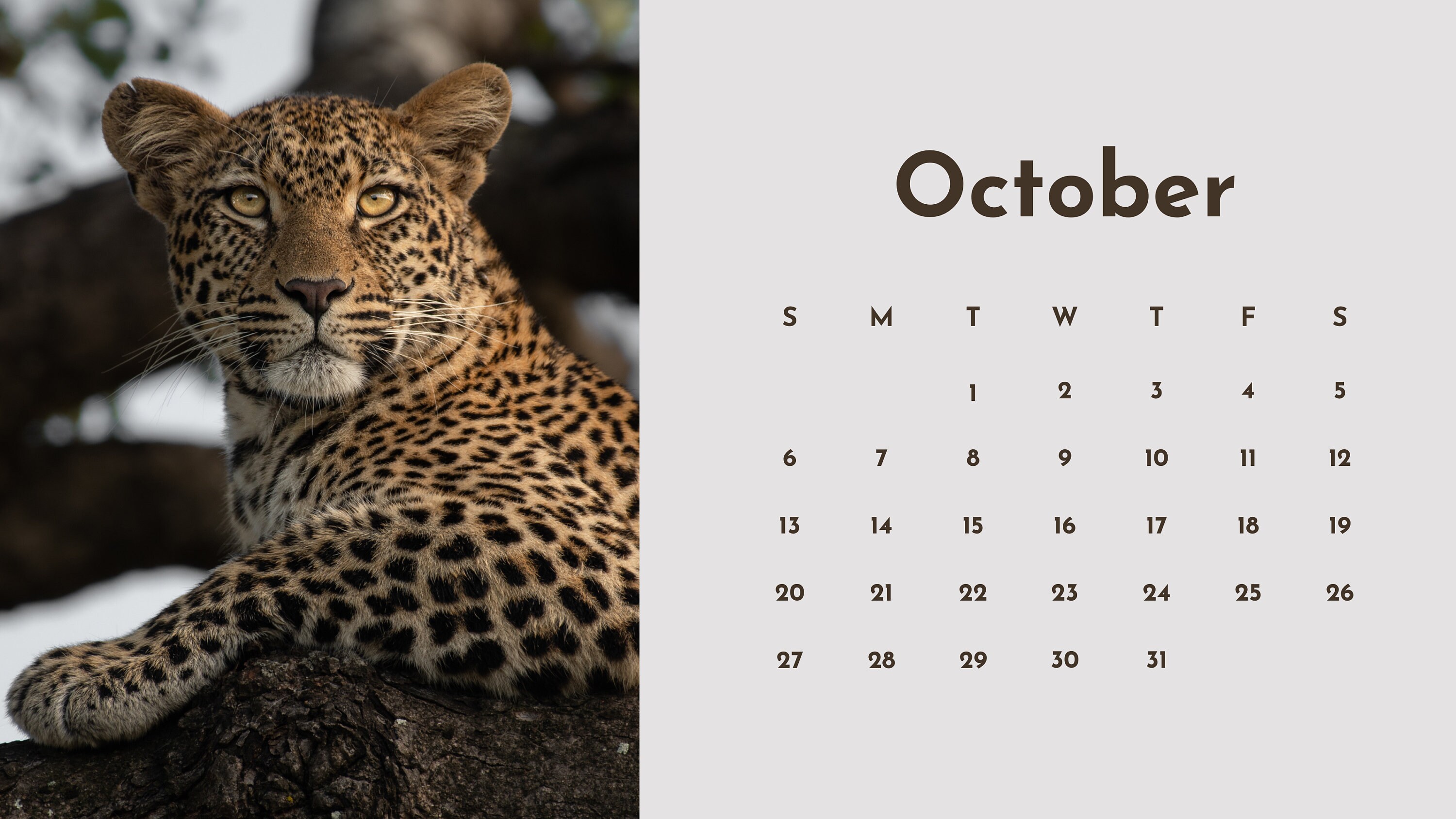 2024 Wildlife Leopard Calendar - Etsy