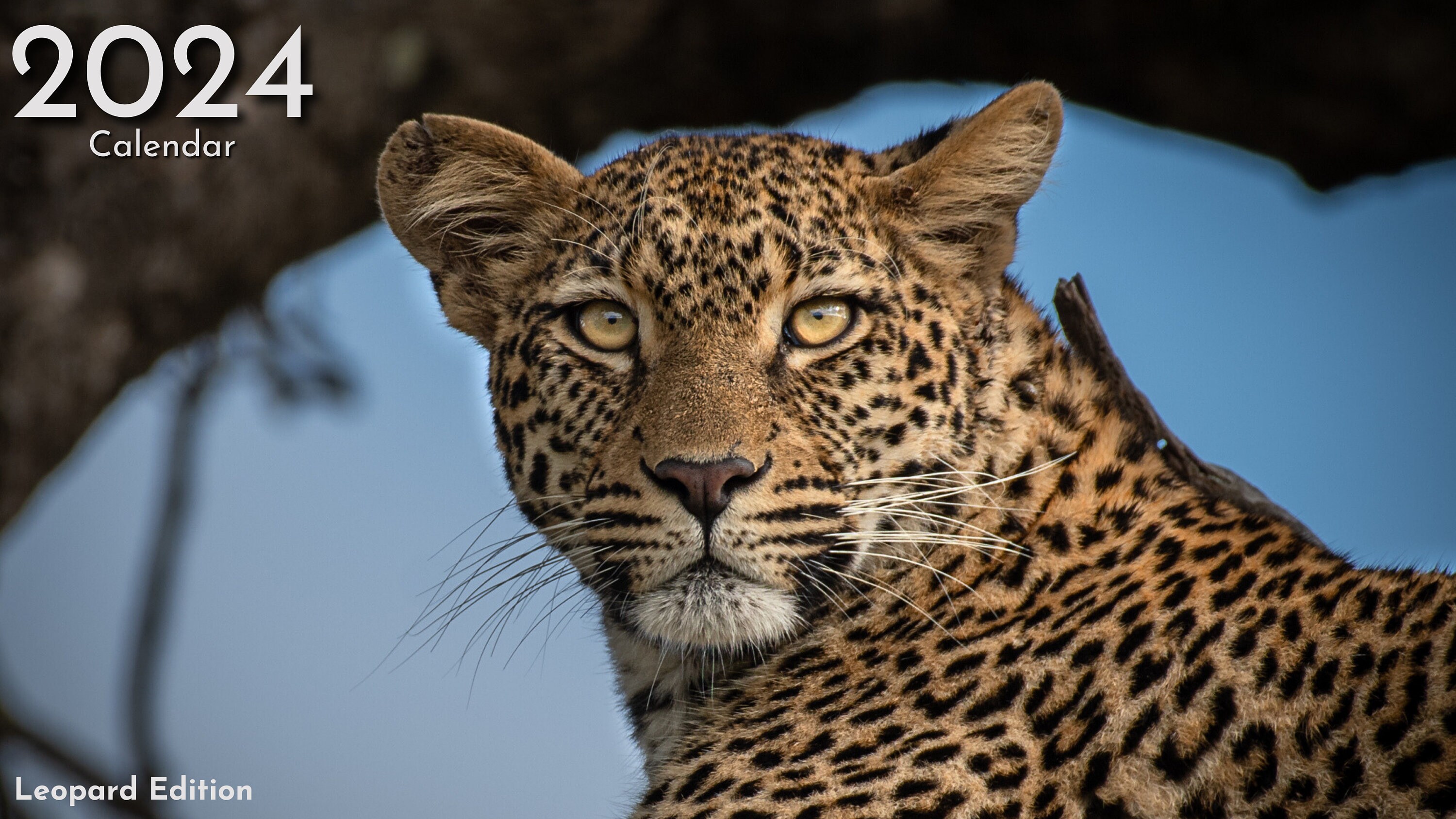 2024 Wildlife Leopard Calendar - Etsy