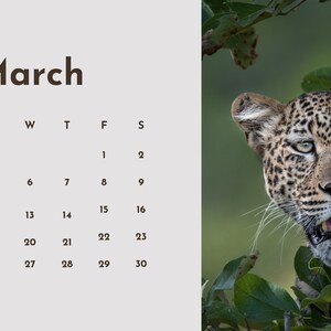2024 Wildlife Leopard Calendar - Etsy