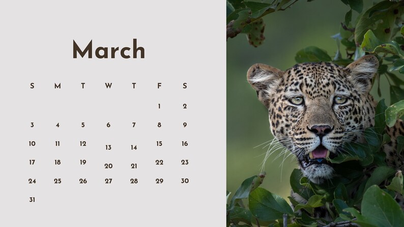 2024 Wildlife Leopard Calendar - Etsy