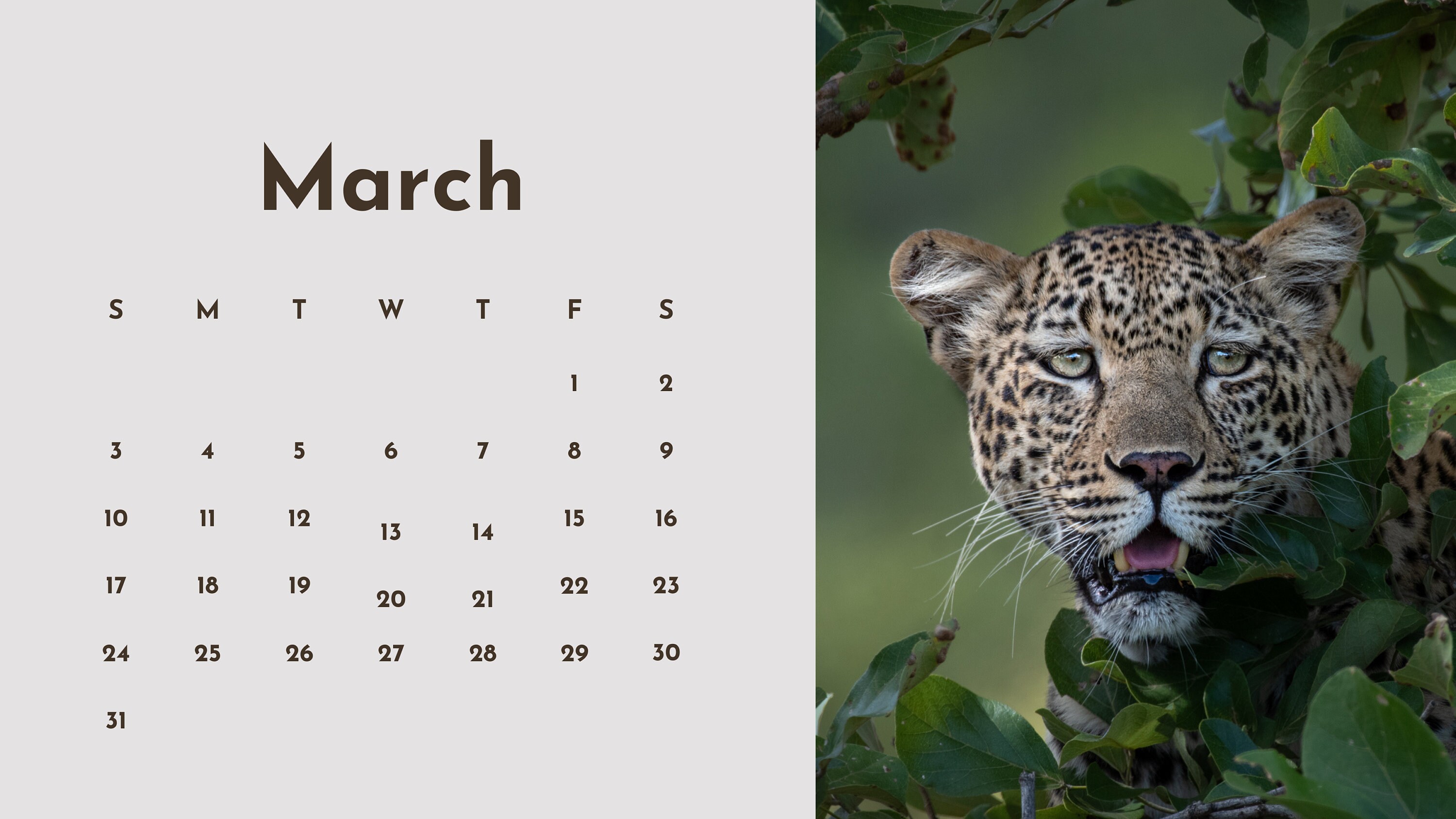 2024 Wildlife Leopard Calendar - Etsy