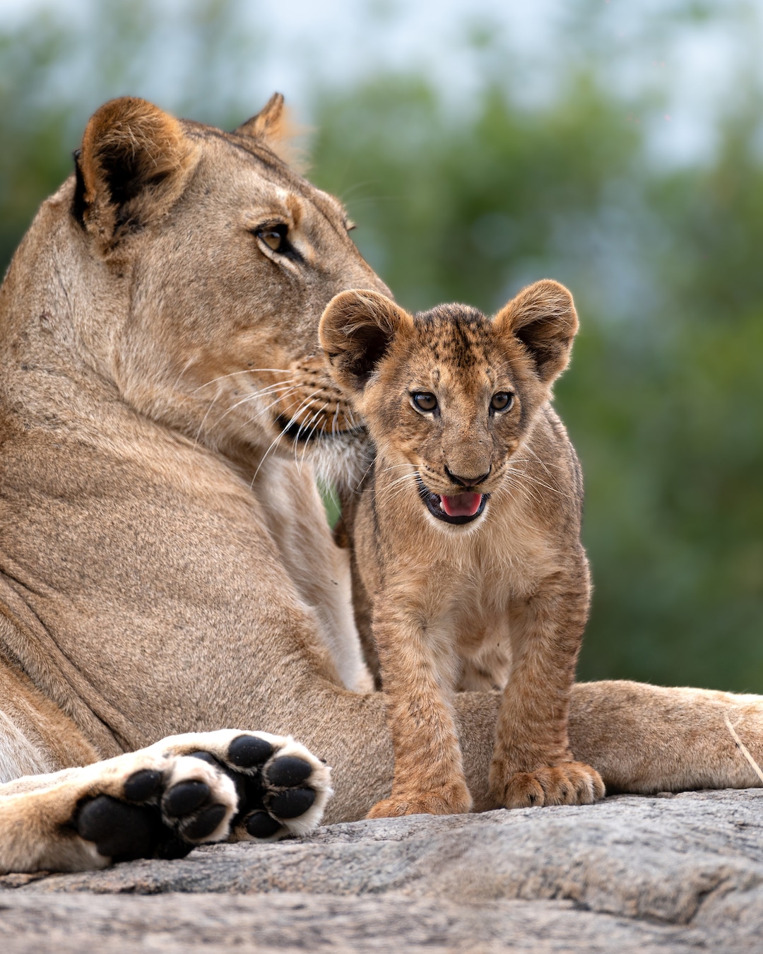 Tiny Lion Cub PRINT - Etsy