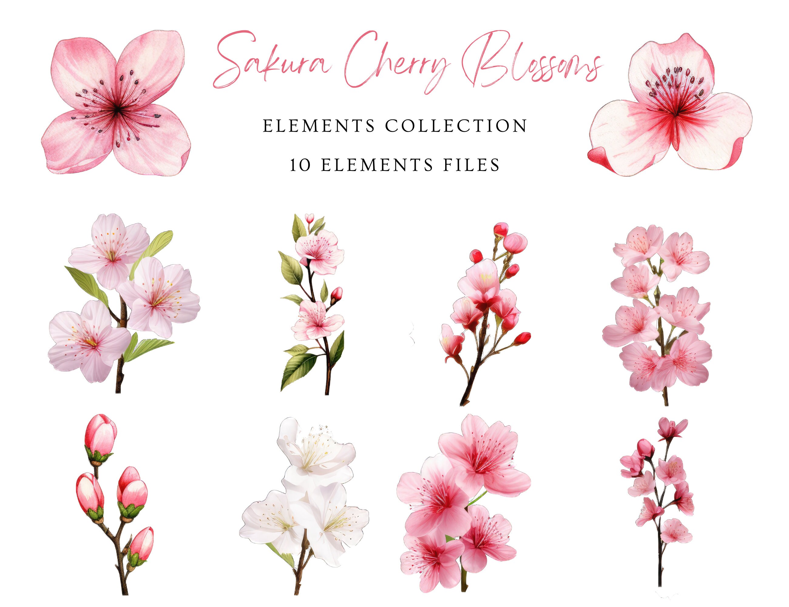 Sakura Cherry Blossoms Water Color Floral Clipart Wedding Clipart ...