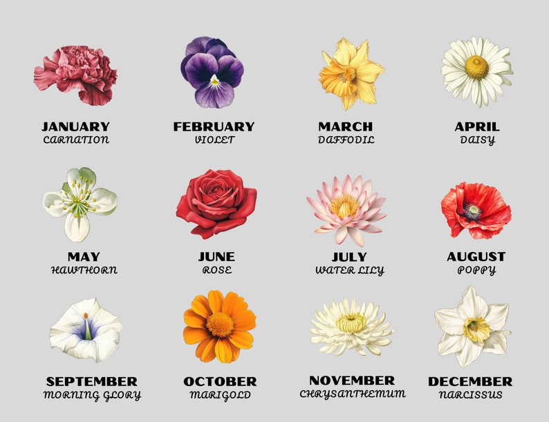 Flores del mes de nacimiento, paquete PNG floral, PNG transparentes ...