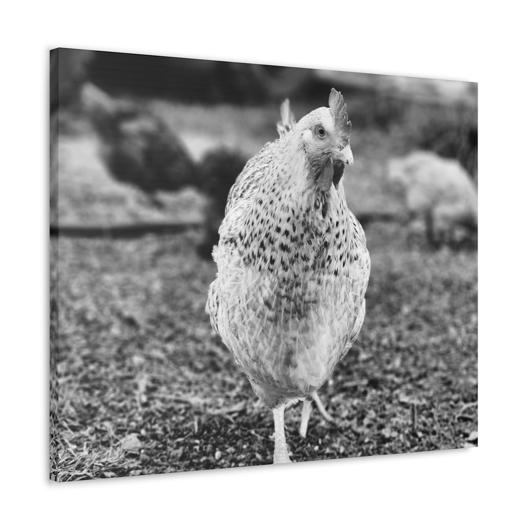Bielefelder Chicken Canvas Gallery Wrap, Black & White - Etsy
